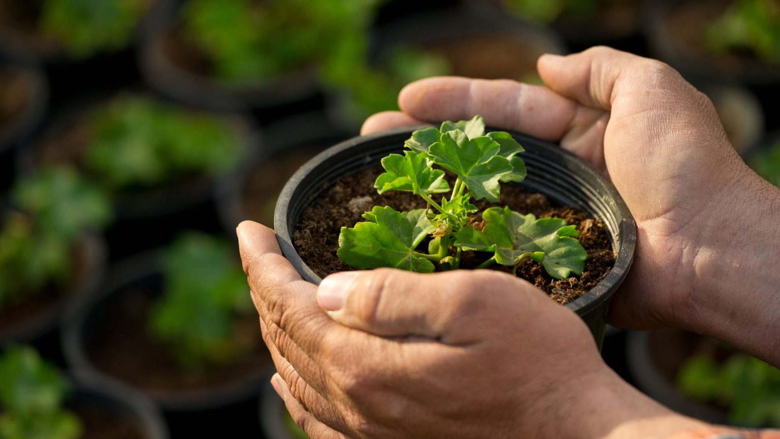 Role of Nurseries in Horticulture Development | ChandigarhFirst.com